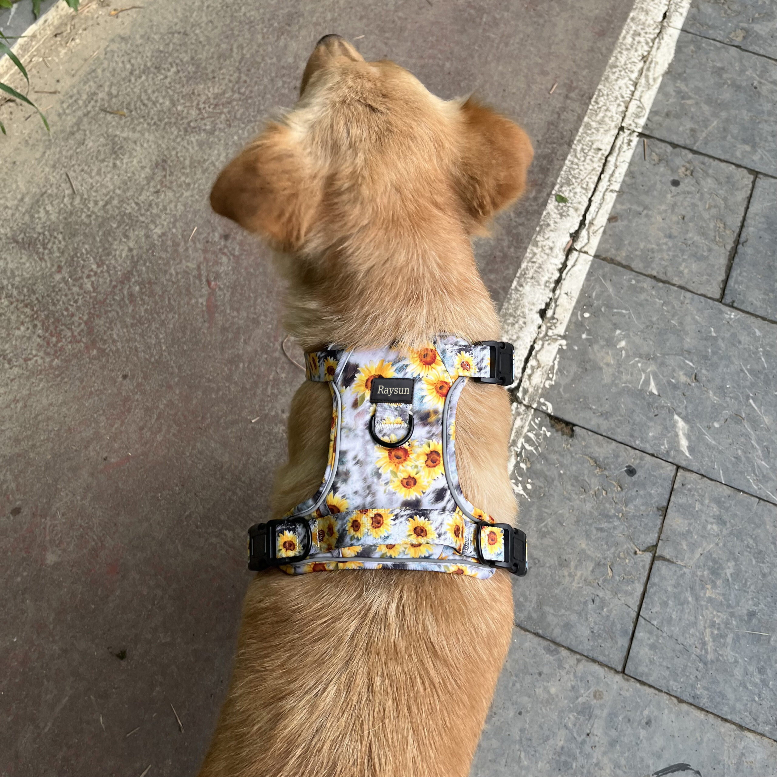 How Tight Should a Dog Harness Be? The 2-Finger Rule and Other Vital ...